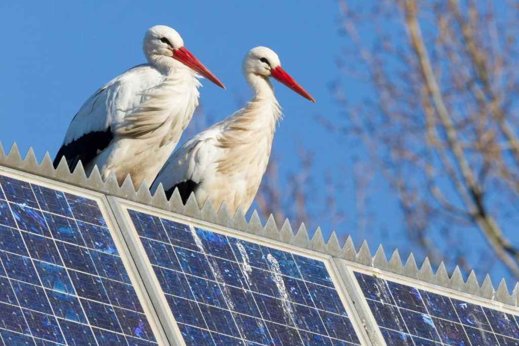Bird-Proofing Solar Panels - Bid Farewell to Your Little Buddies ...